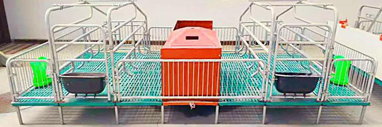 Top-Quality Pregnant Sow Breeding Facilities - Direct From The Factory ...