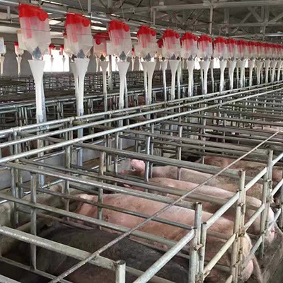 Efficient Automatic Feeding System For Pig Farm | Direct From Factory